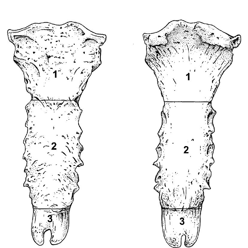 Sternum, anterior and posterior views: 1- the manubrium; 2-