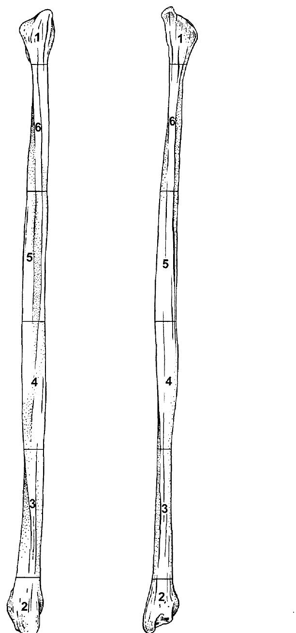 Fibula, anterior and posterior views: 1- the proximal end,