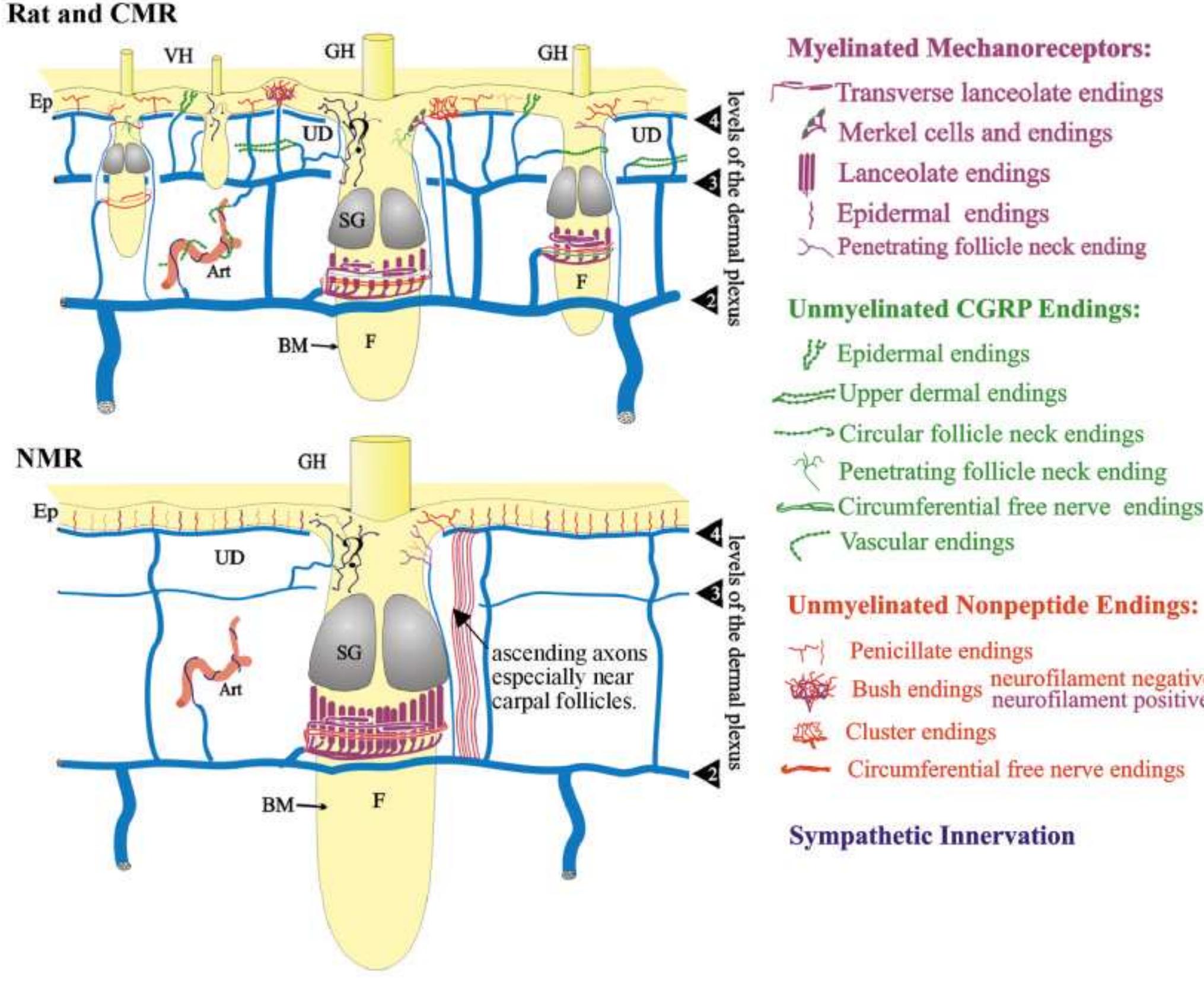 Hair and skin innervation fig. 4. schematic illustrations of