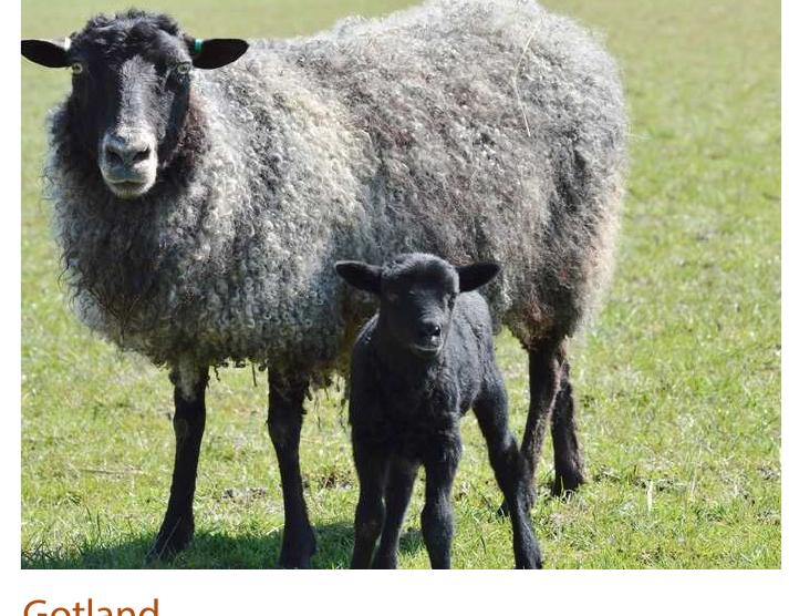 The gotland is one of the oldest breeds, predominantly grey