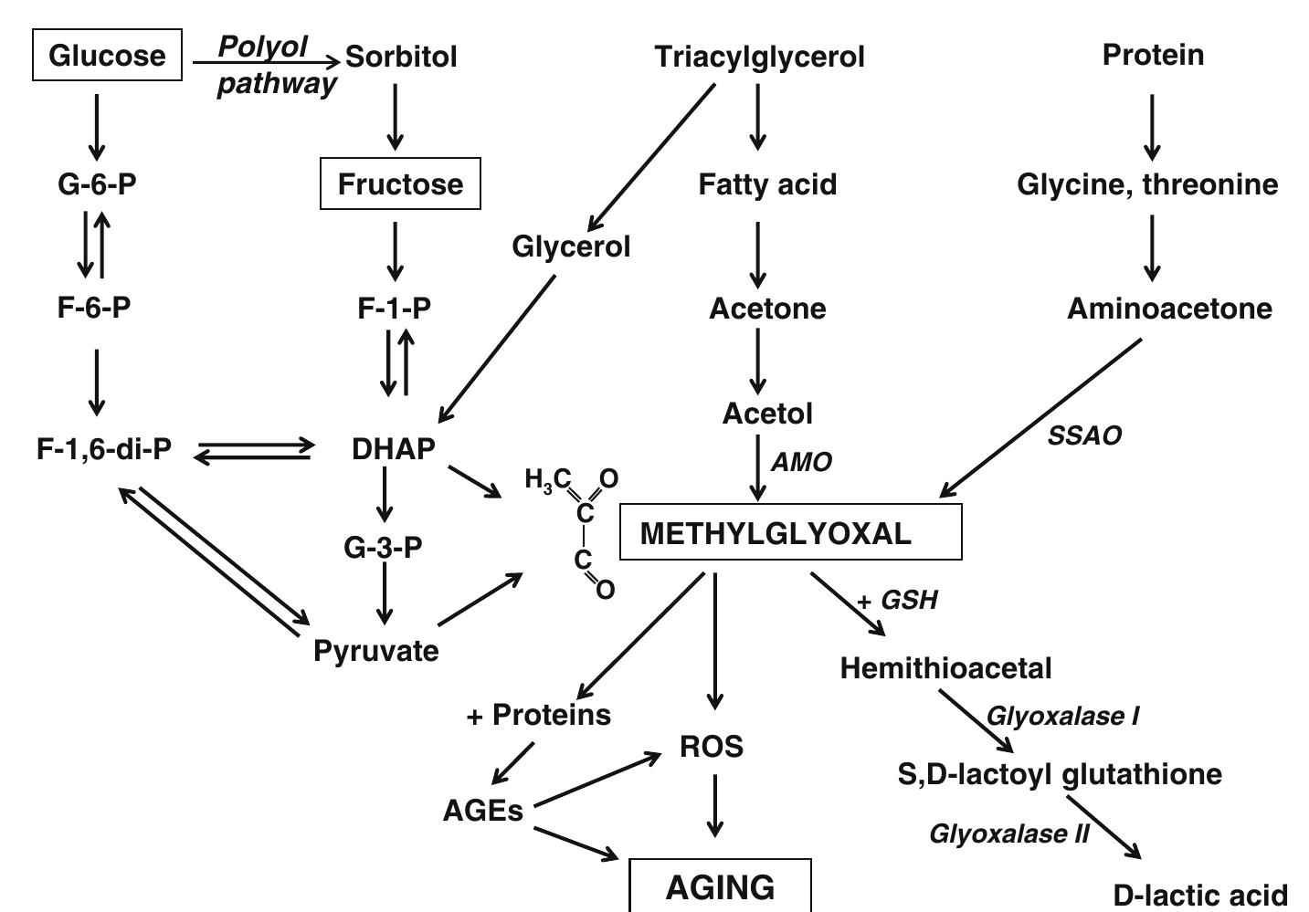 Schematic of key steps of metabolic pathways of