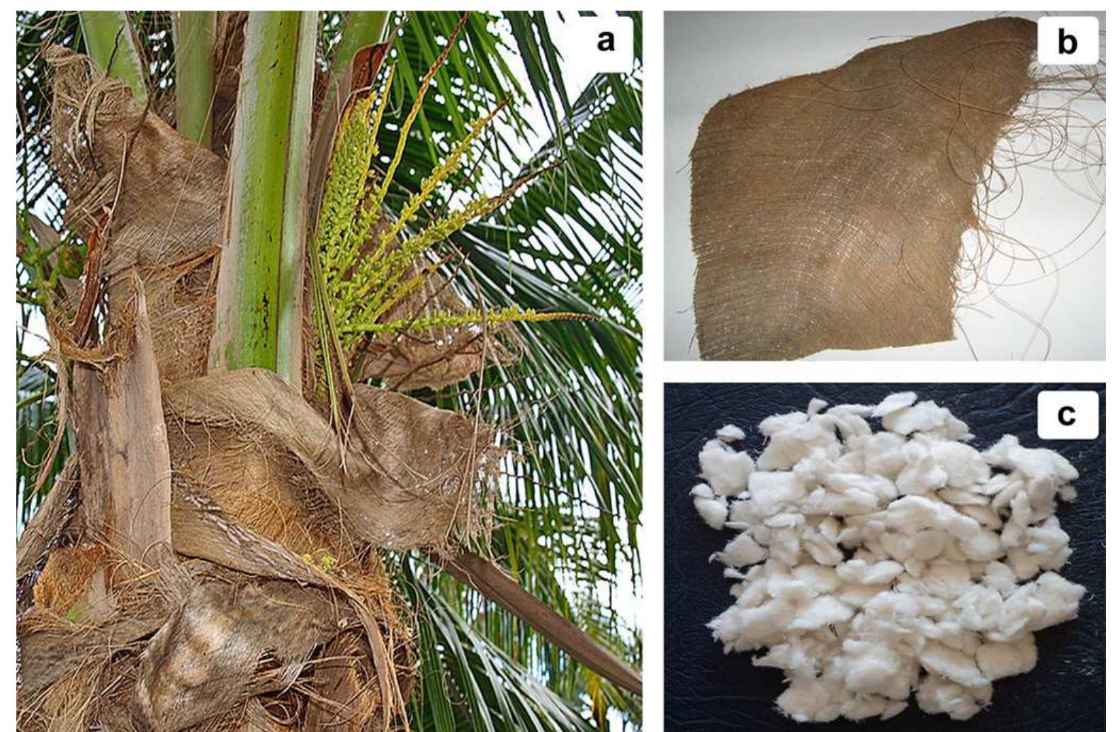 photographs of (a) coconut palm with leaf sheath; (b) leaf
