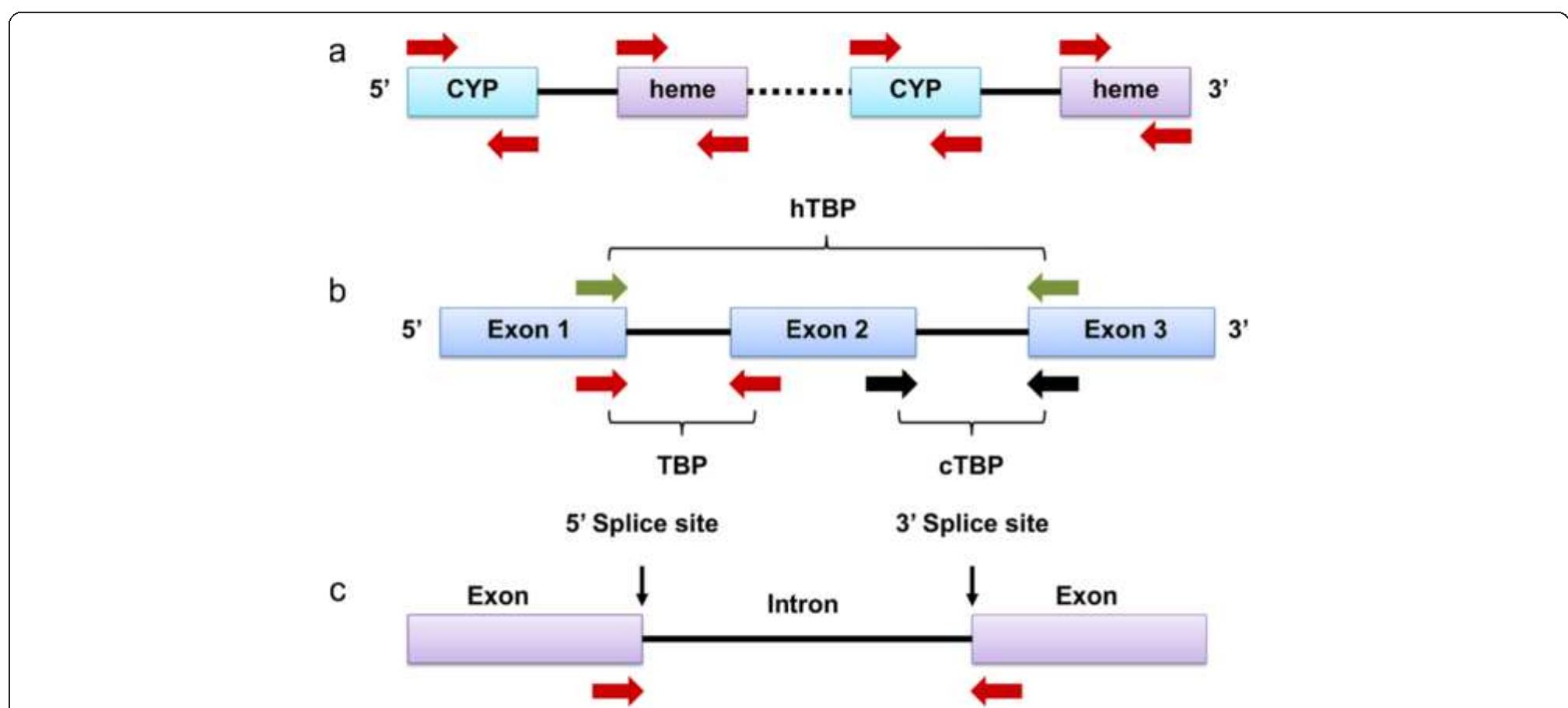 Schematic representation of conserved dna and gene family