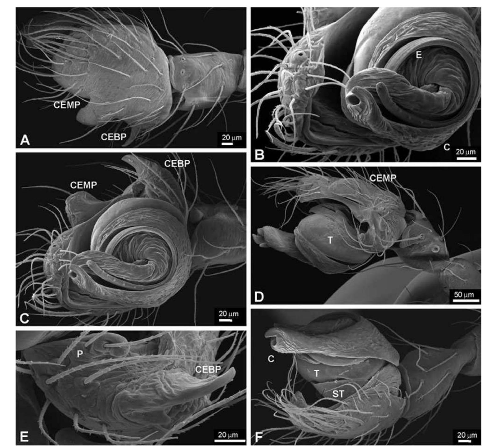 Nanometa sp. male pedipalp: a, dorsal view. b, apical view.