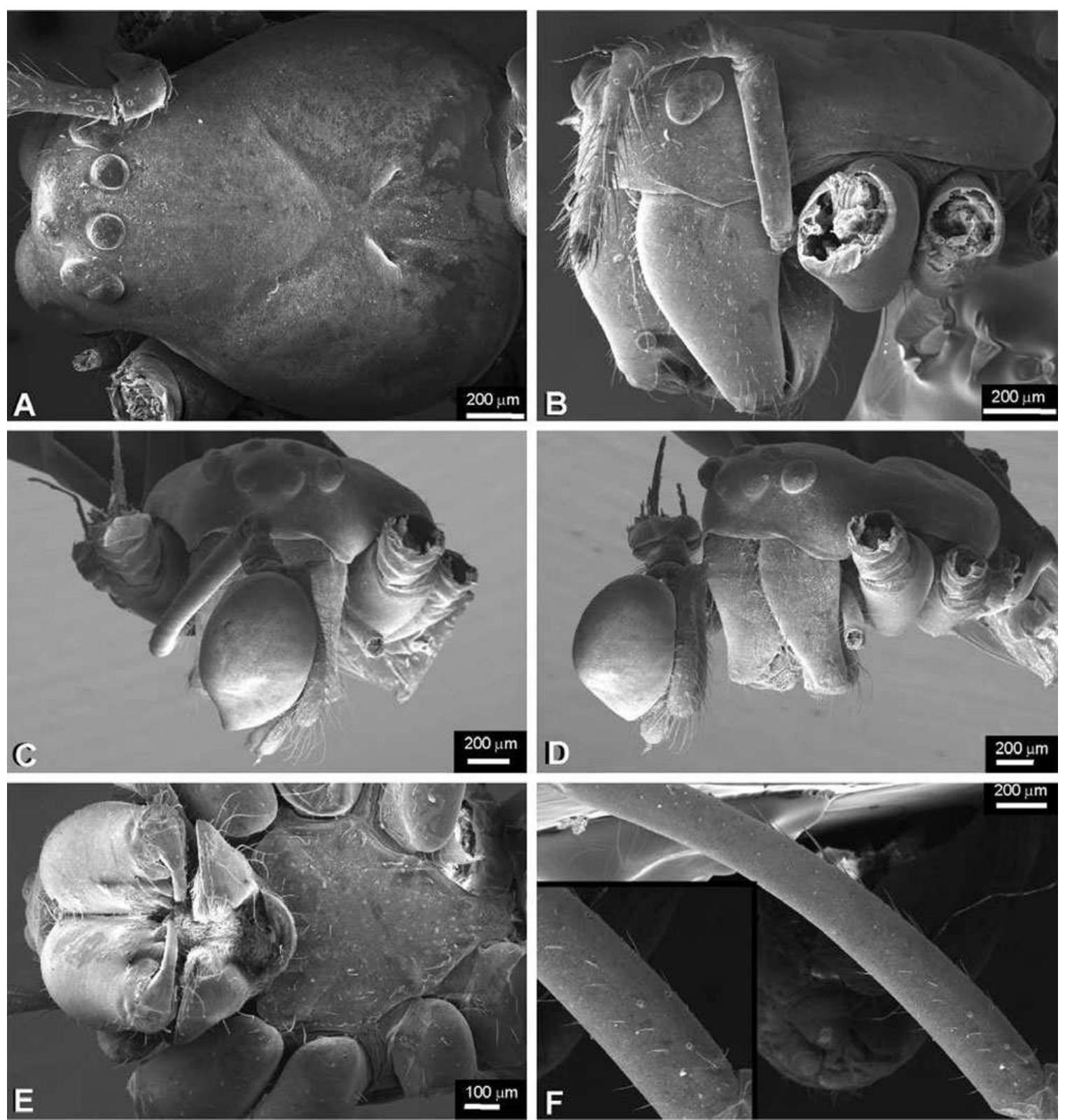 Tylorida striata cephalothorax: a, female dorsal view. b,