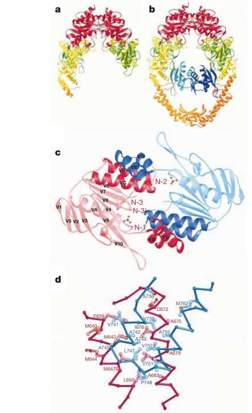 Structures of the muts dimer. a, b, ribbon diagram of the
