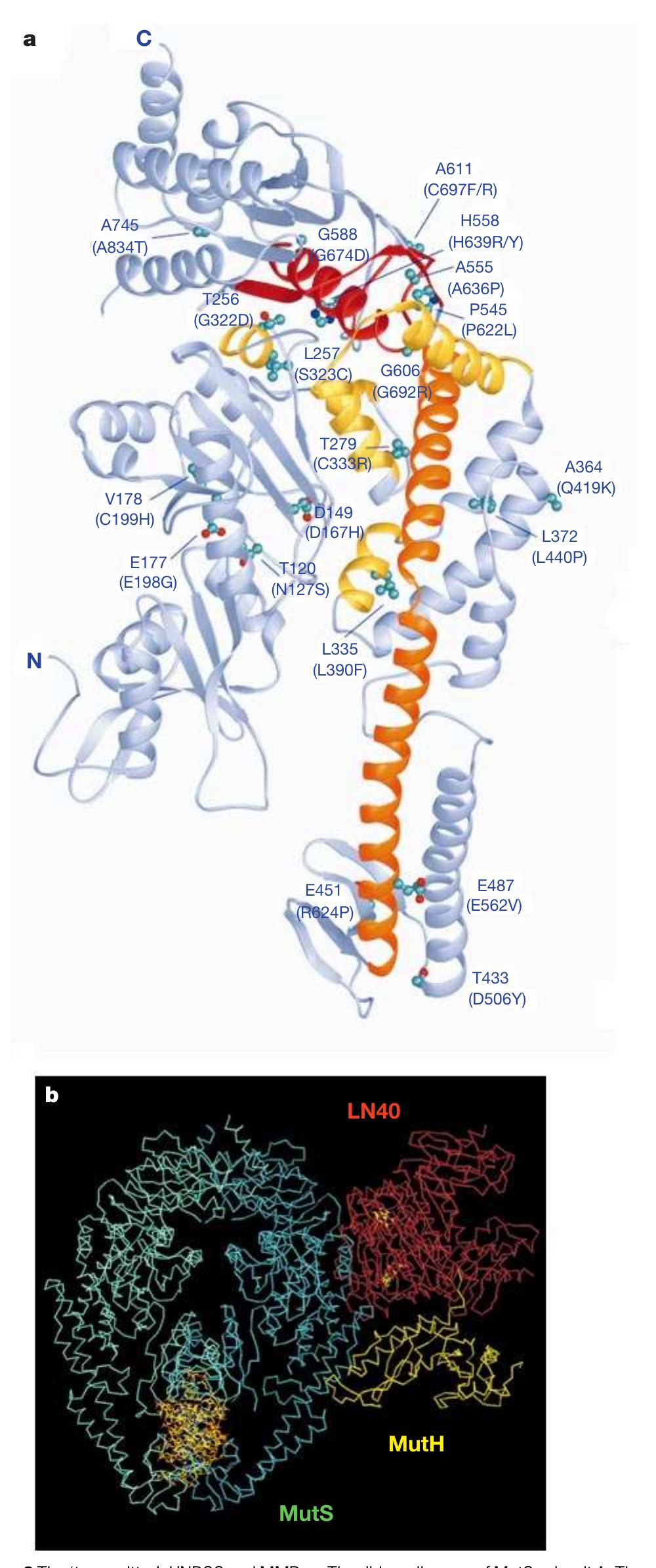 Figure 8 - Crystal structures of mismatch repair protein