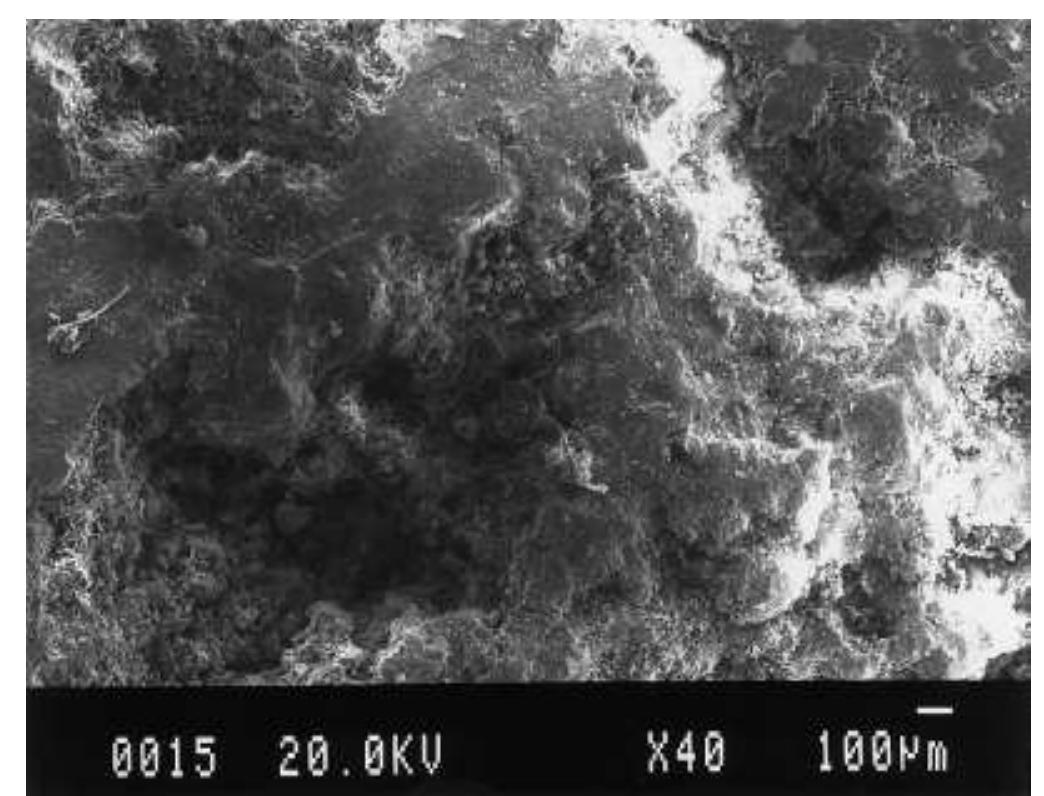 Crusted soil under the scanning electron microscope showing