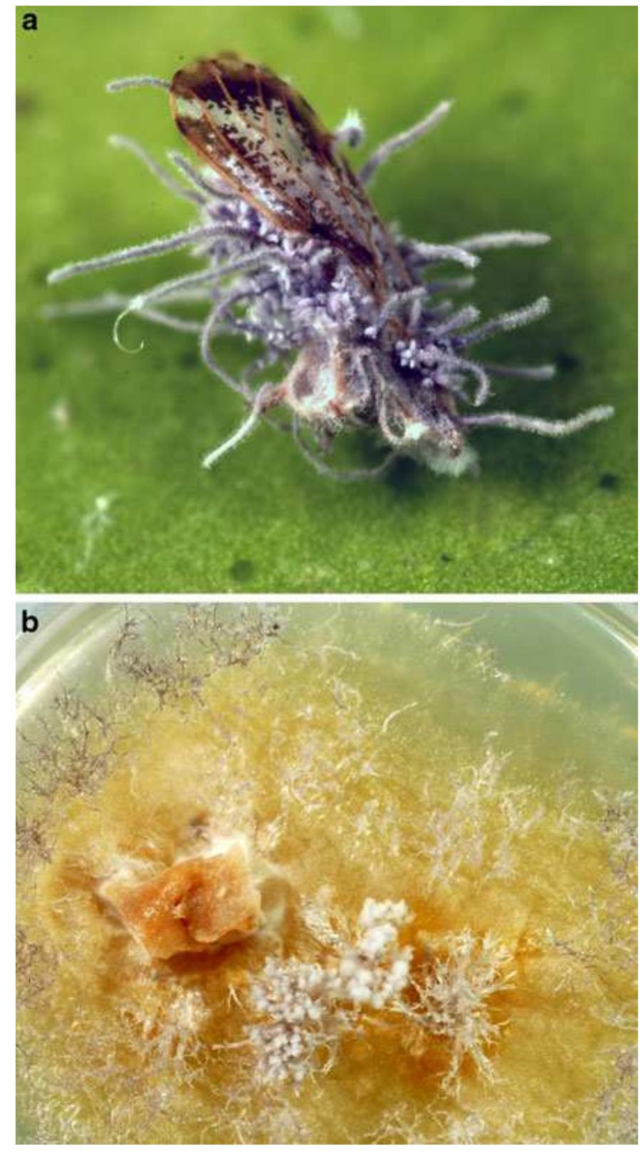 A hirsutella citriformis growing on a mummified adult