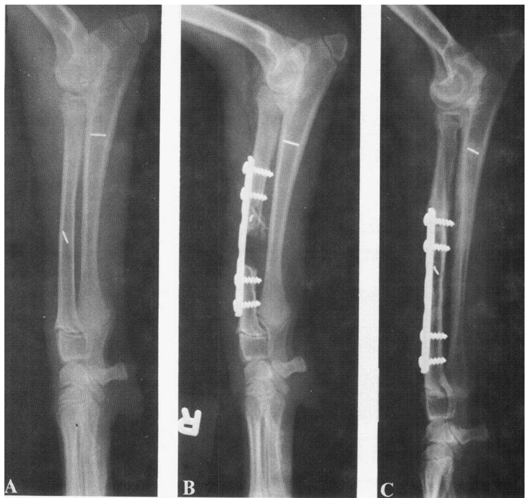 Figure 3 - from Asynchronous Growth of the Canine Radius and