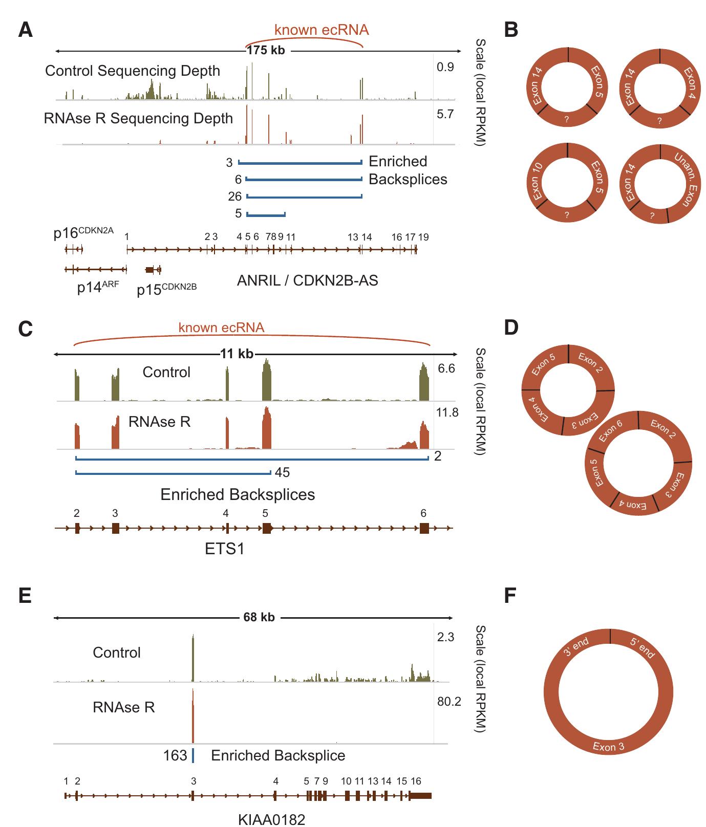 Circleseq identifies previously identified species of