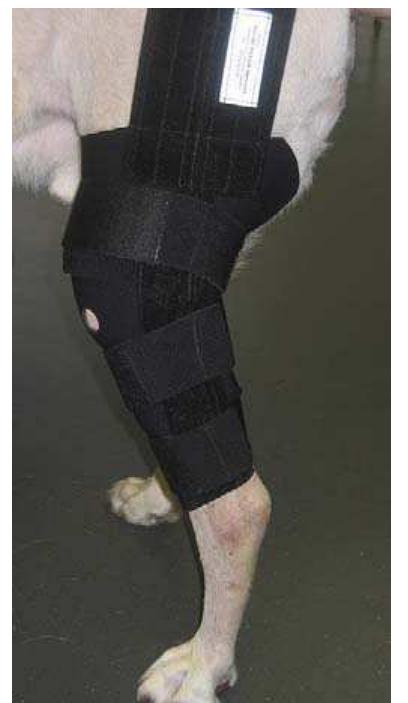 A brace has been placed on the pelvic limb of a labrador