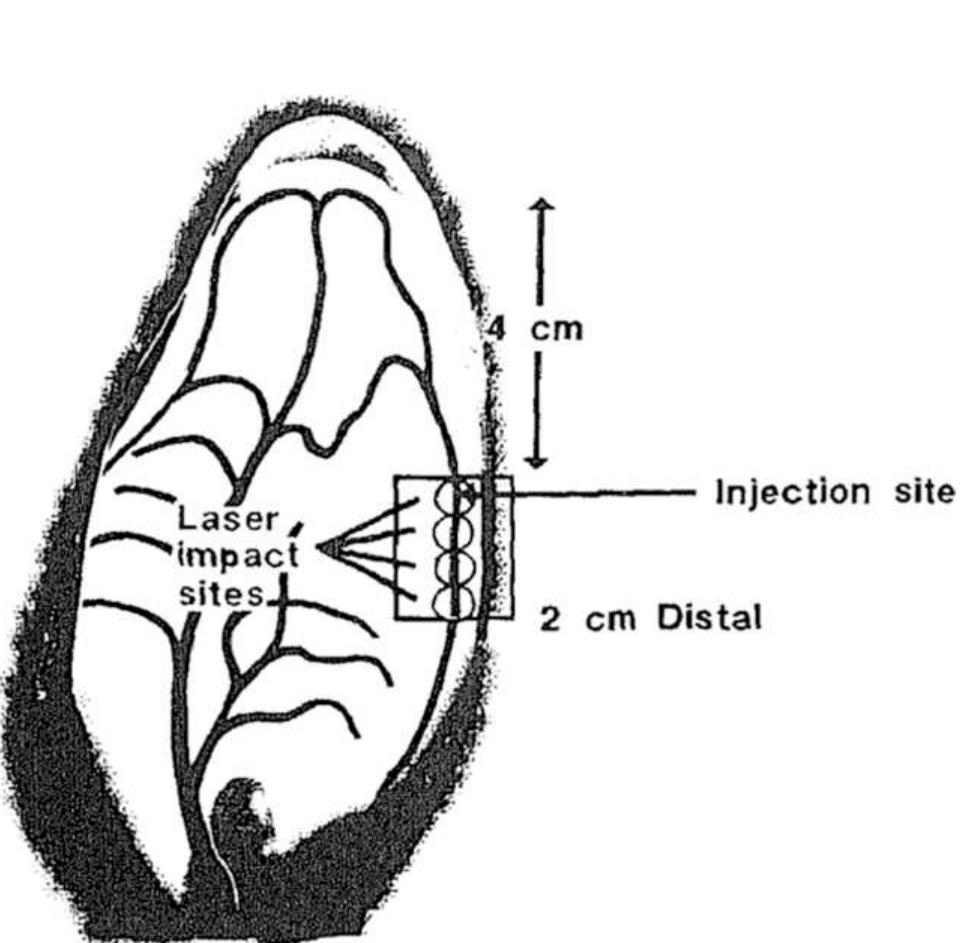Diagram of dorsal aspect of rabbit ear, injection site is 4