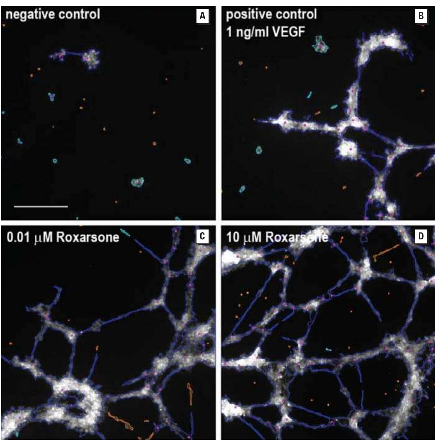 Images of fluorescent-labeled haec (10,000 cells/well)
