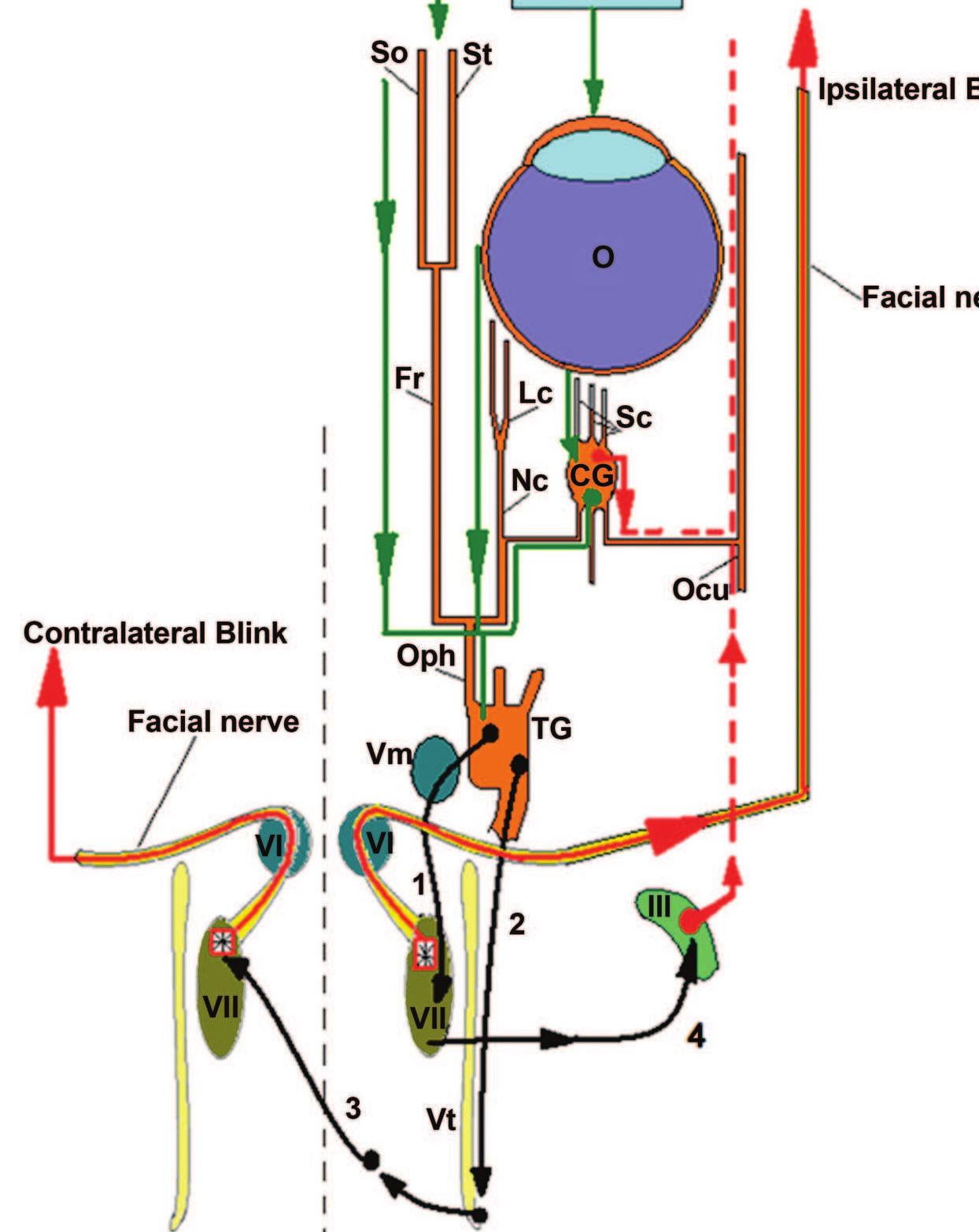 Blink reflex pathway. so, supraorbital nerve; st,