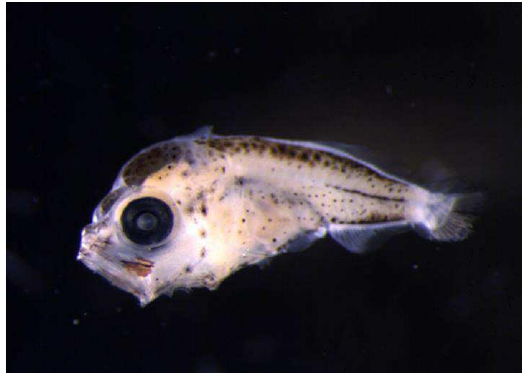 Figure 28 - from A Guide to Commonly Occurring Larval Stages