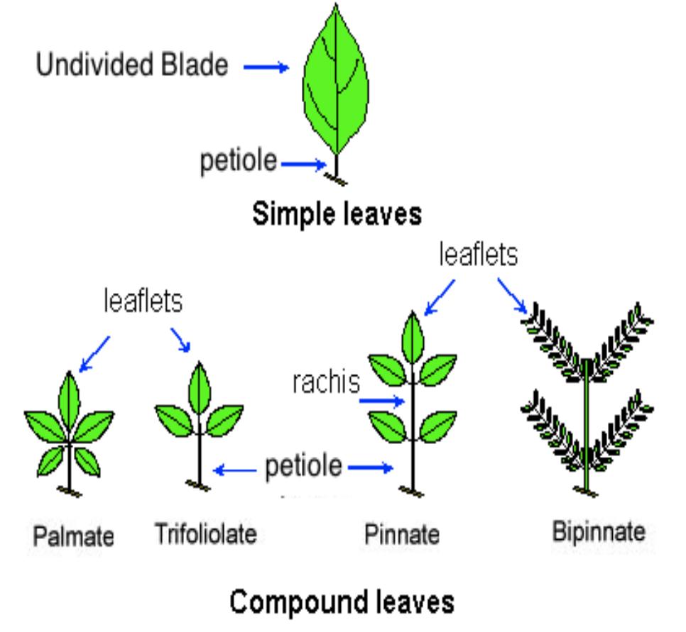 Leaf types: from top to bottom: sim- ple, compound leaves