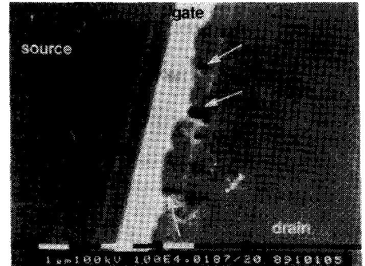 Sem photograph of a grounded gate nmost, showing gate-oxide