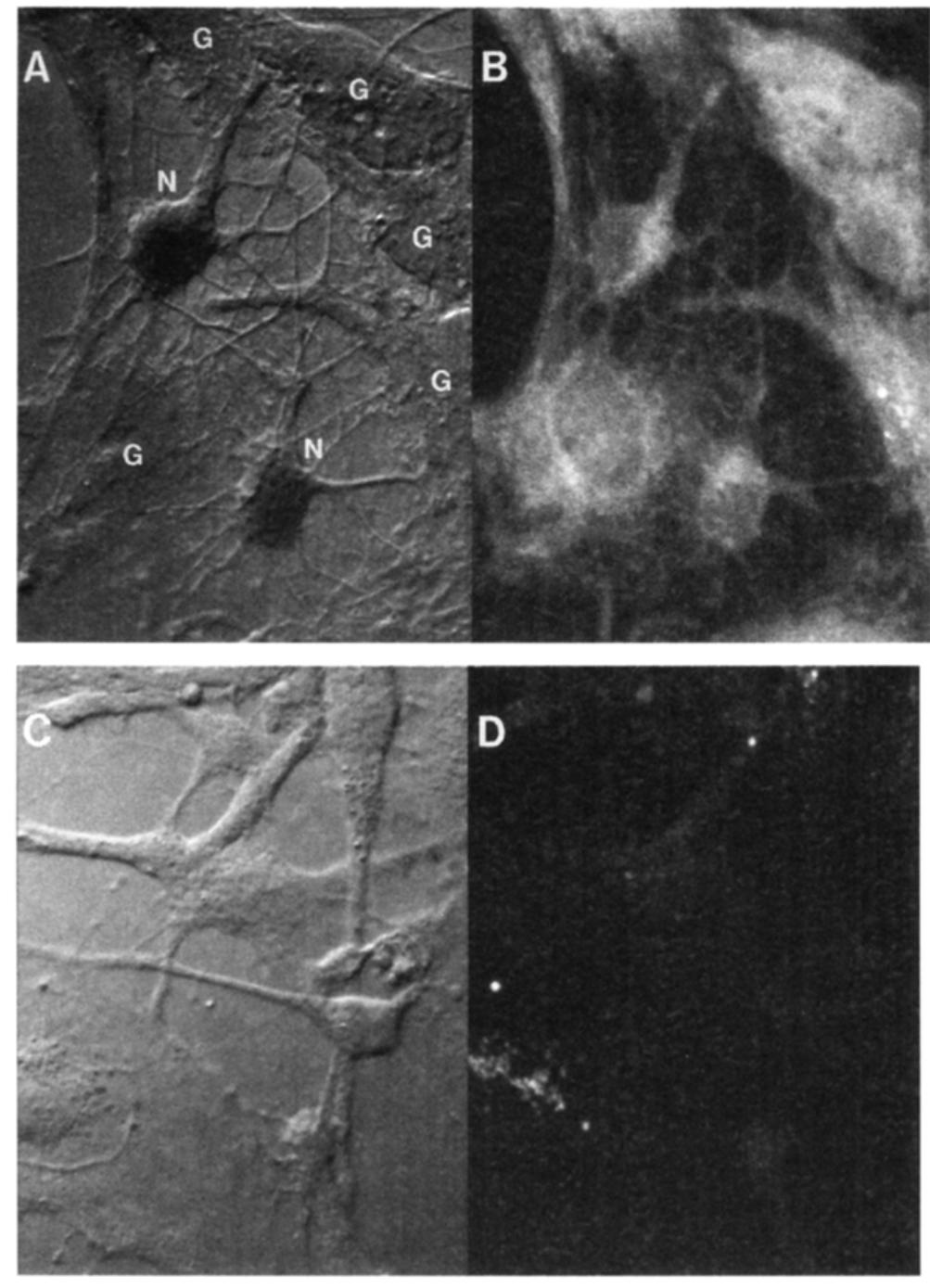Fluorescence and dic confocal images of glial and neuronal