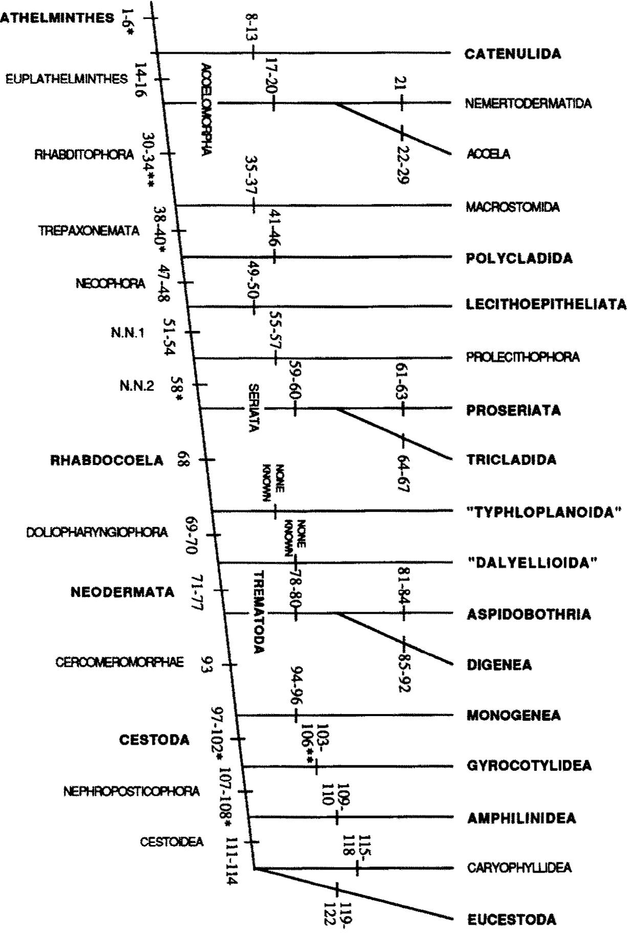 Fic. 1. phylogeny of platyhelminthes according to ehlers