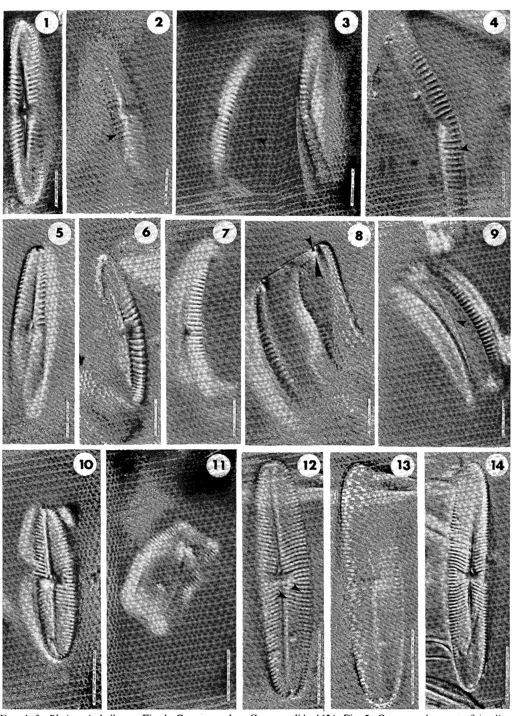 Figure 2 - A reappraisal of the diatom genus Rhoiconeis and