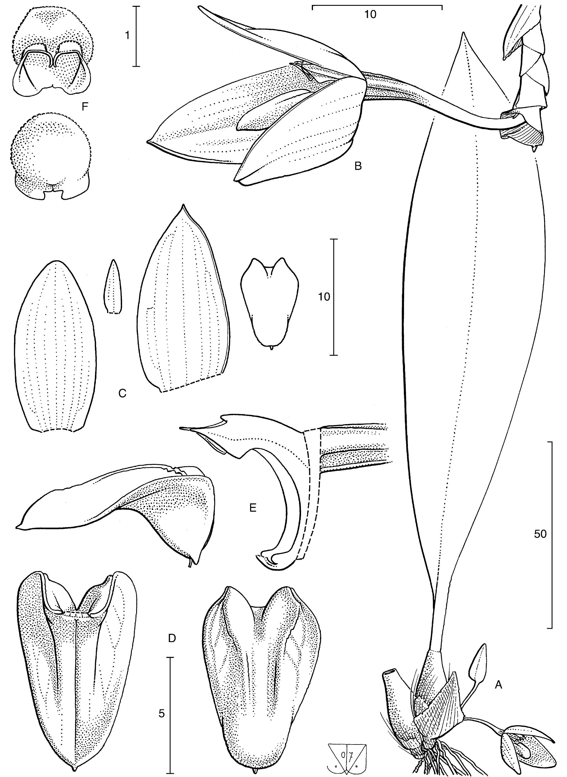 Bulbophyllum variculosum. (a) habit, (b) flower, (c) flower