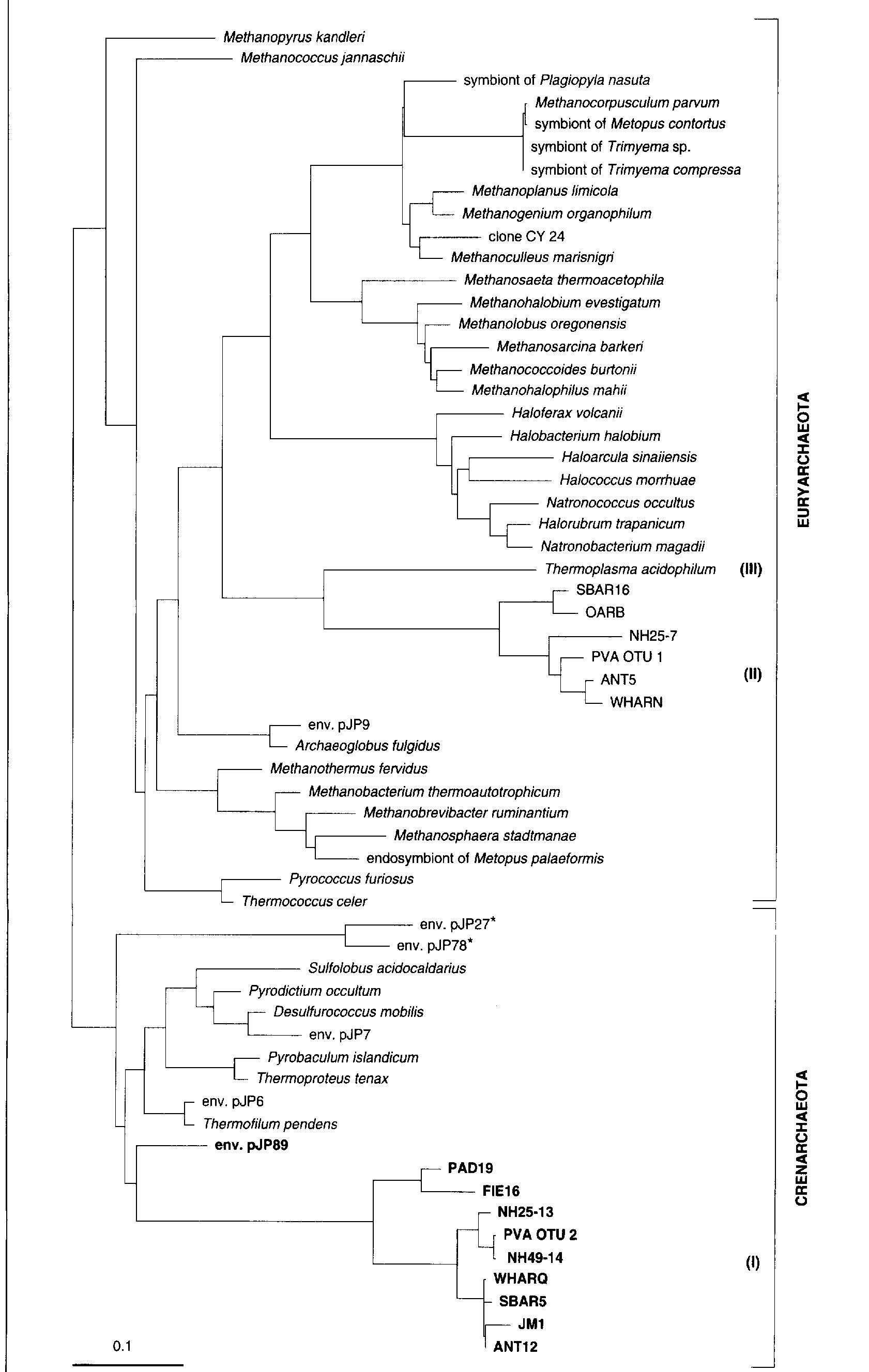 Unrooted phylogenetic tree for archaea based on 16s rrna