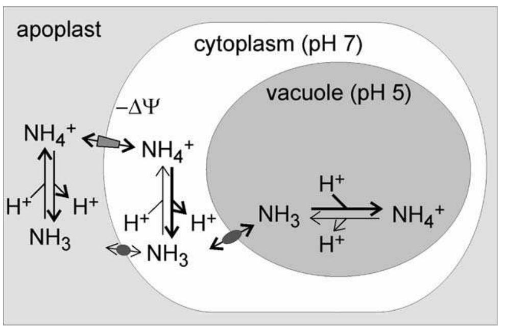 Mechanisms of ammonia transport, accumulation, and reten-