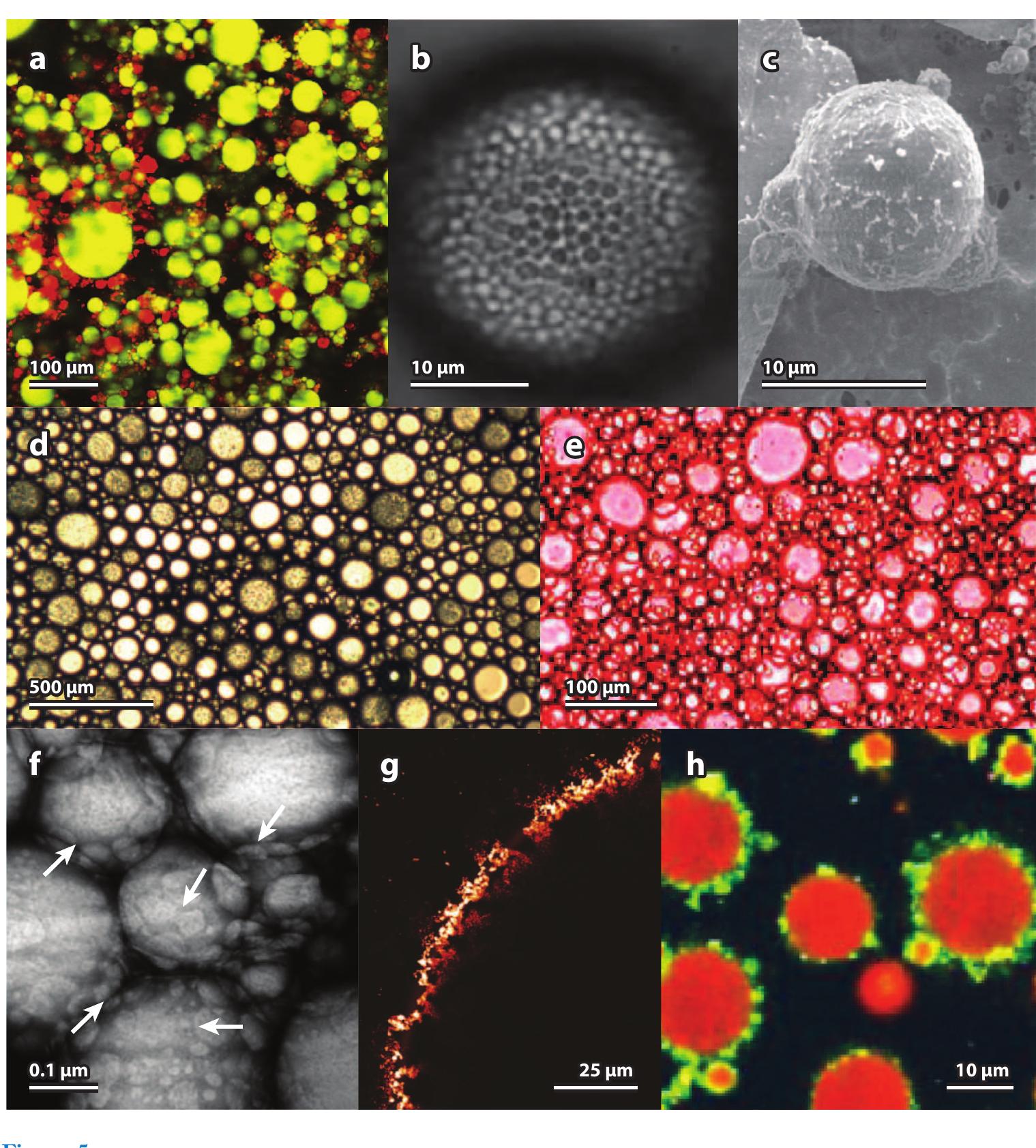 Examples of microscopy images of oil-in-water emulsions