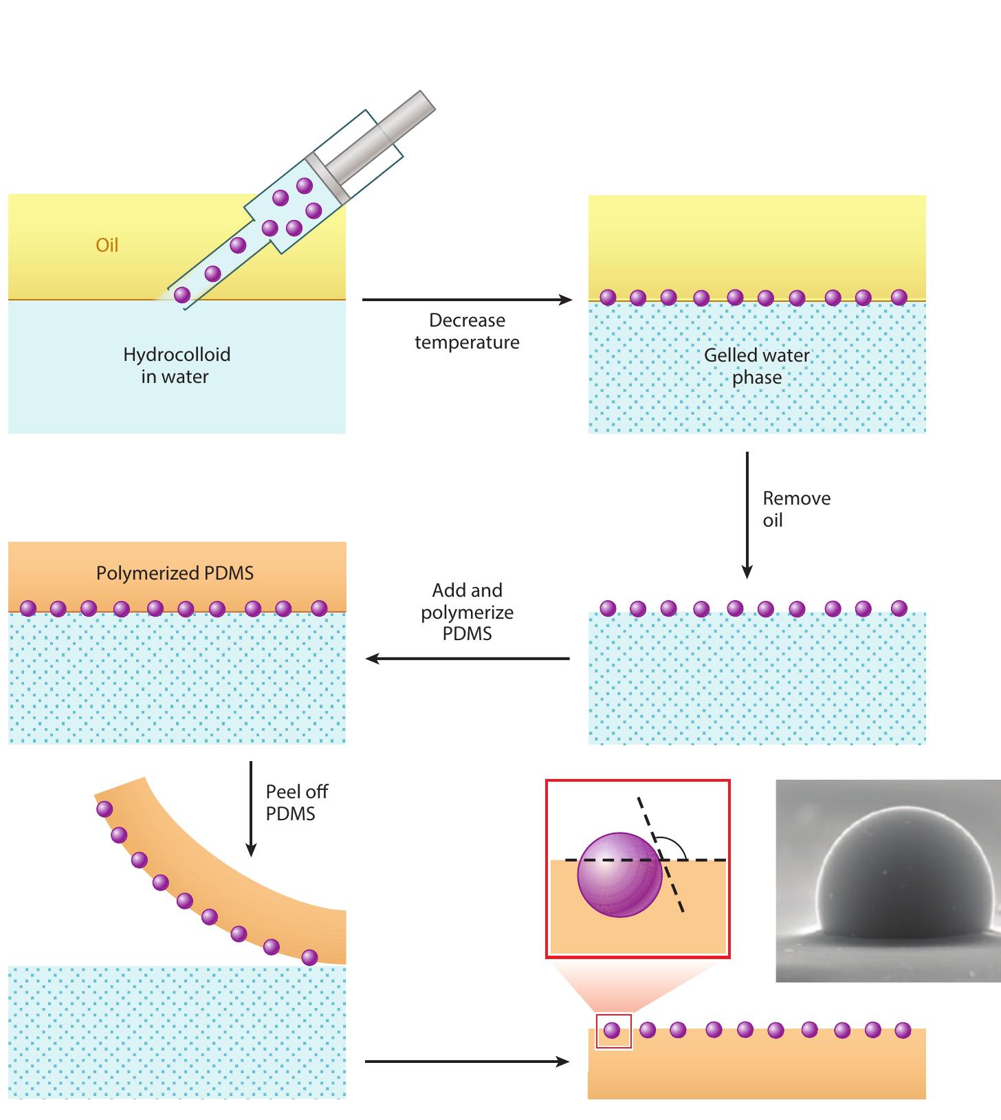Schematic representation of the gel trapping technique for