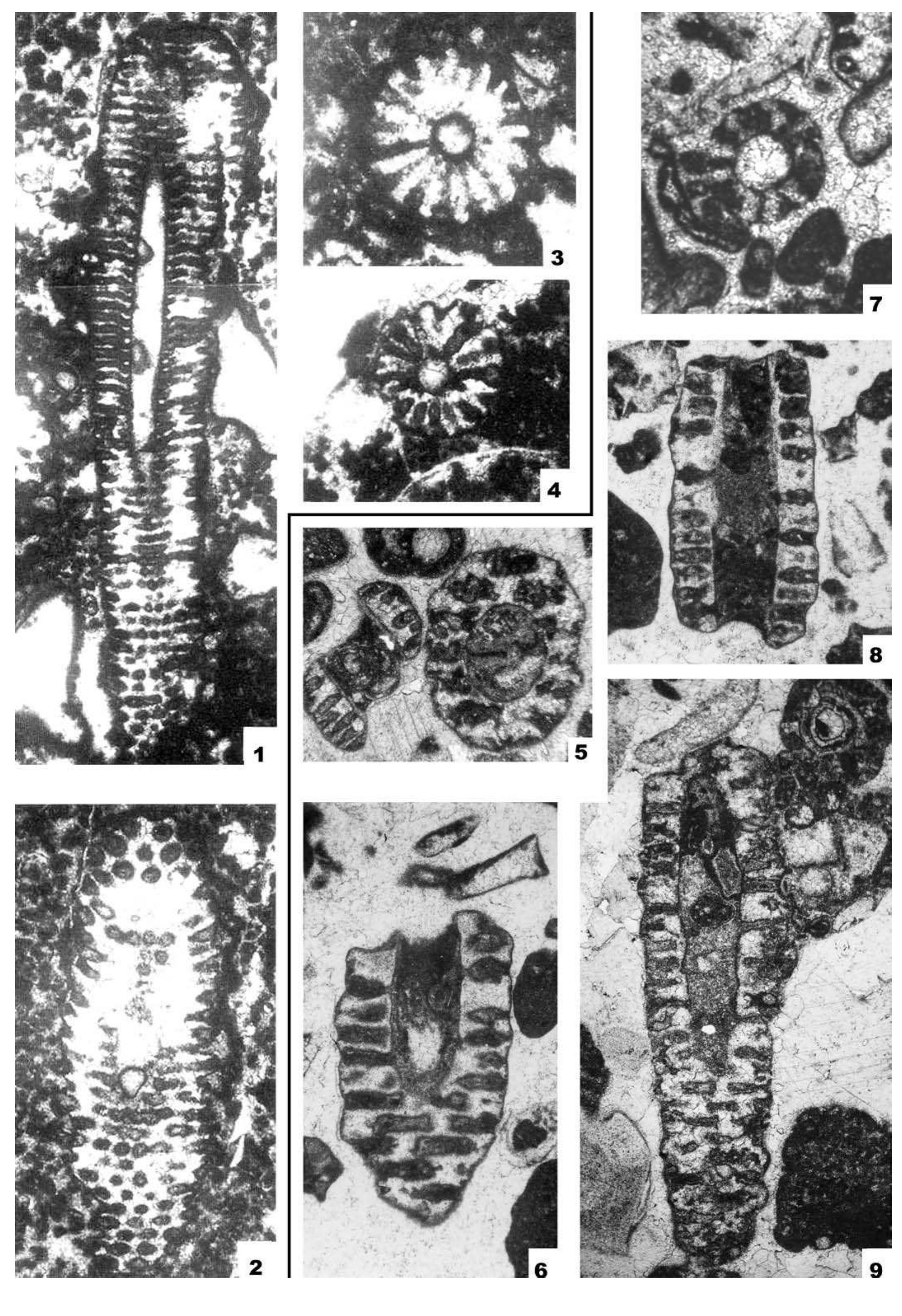 Figure 9 - Salpingoporella, a common genus of Mesozoic