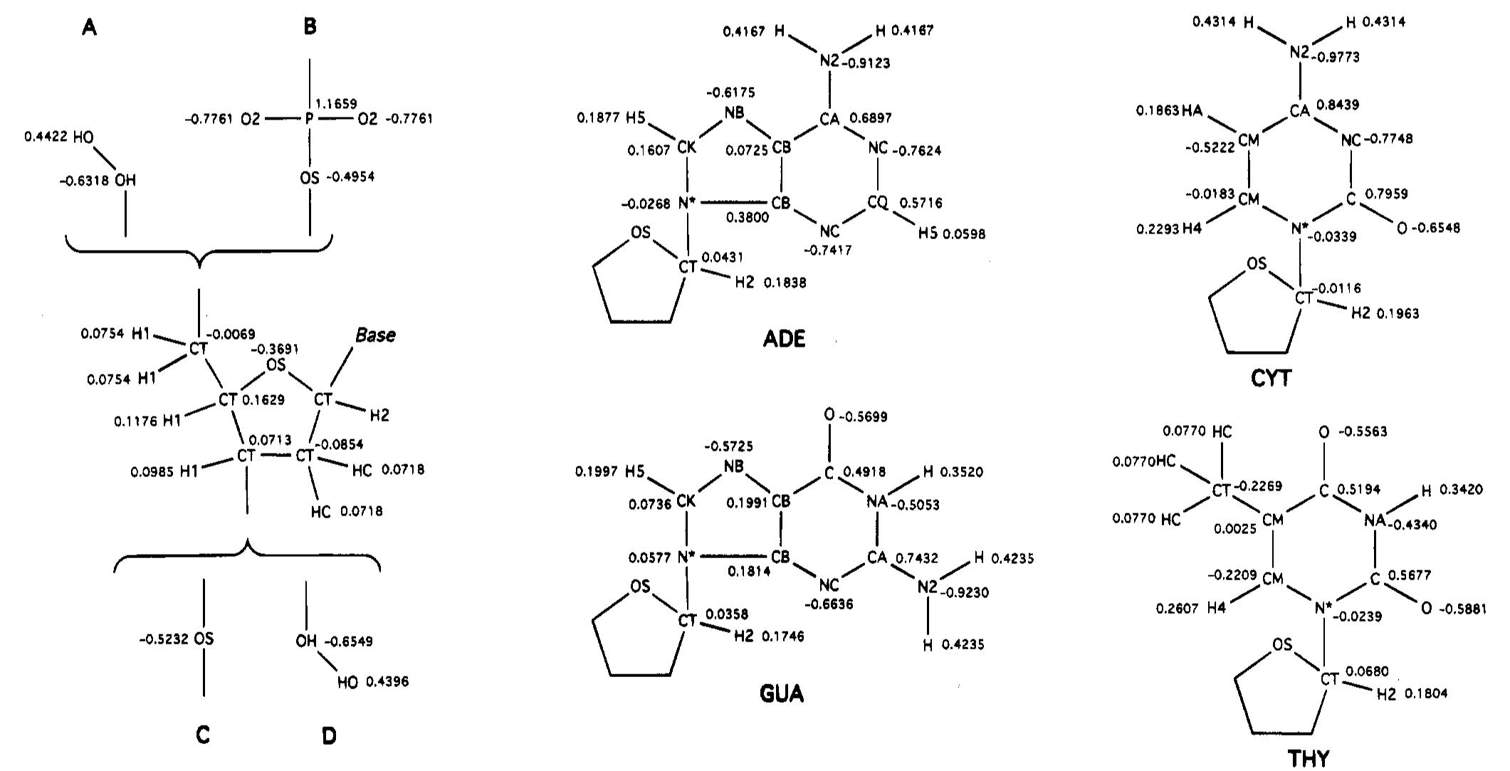 Charges for dna. the four bases and the c1’ and h1’ charges