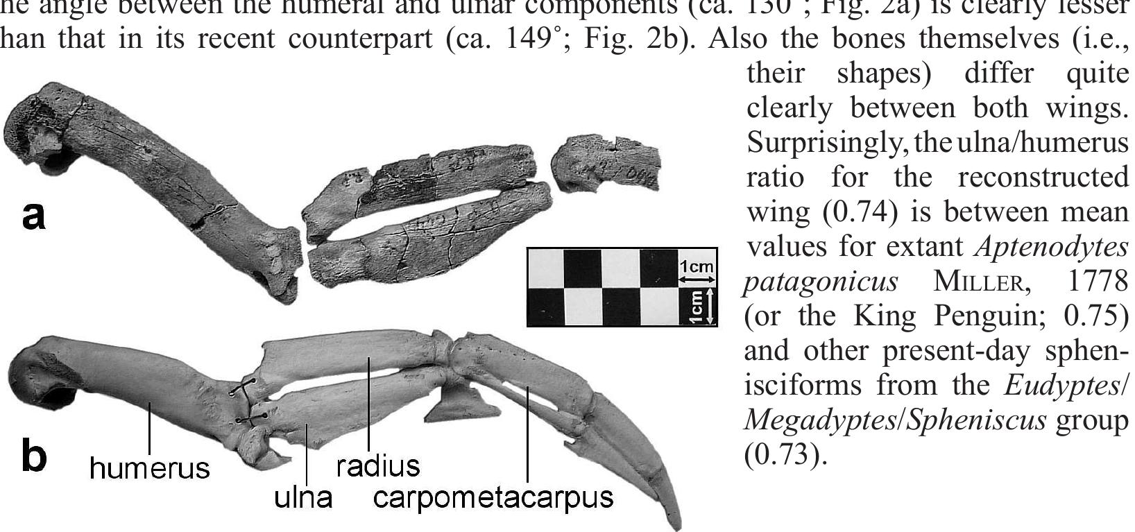 Right humerus (specimen ib/p/b-0382), ulna (specimen