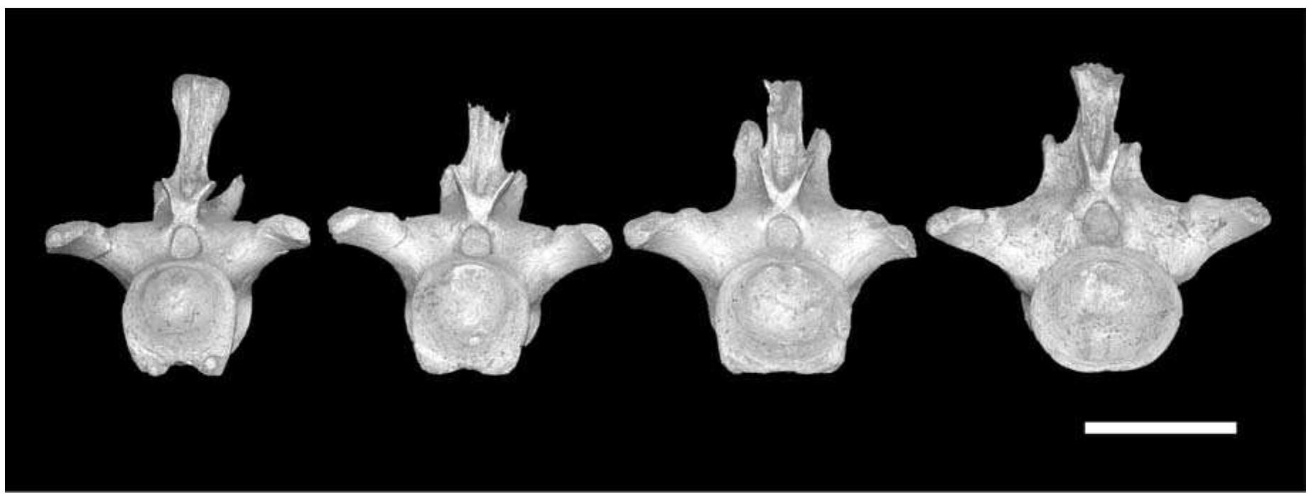 - trigonosaurus pricei n.gen., n.sp. (mct 1719-r), anterior