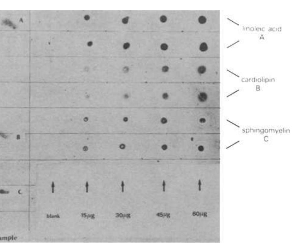An example of quantitative assay of a simple lipid mixture.
