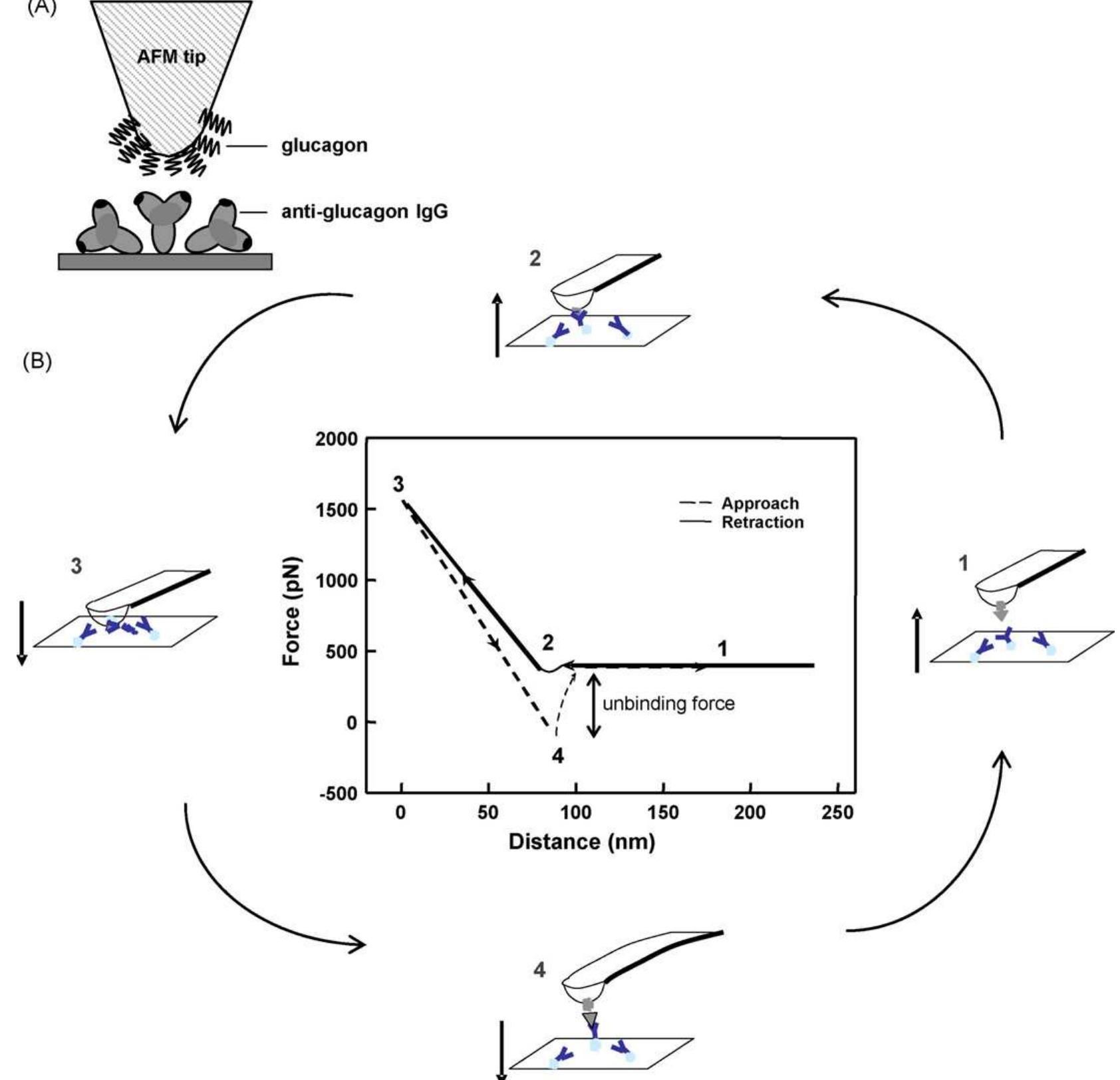 Schematic diagram of a typical force measurement cycle with