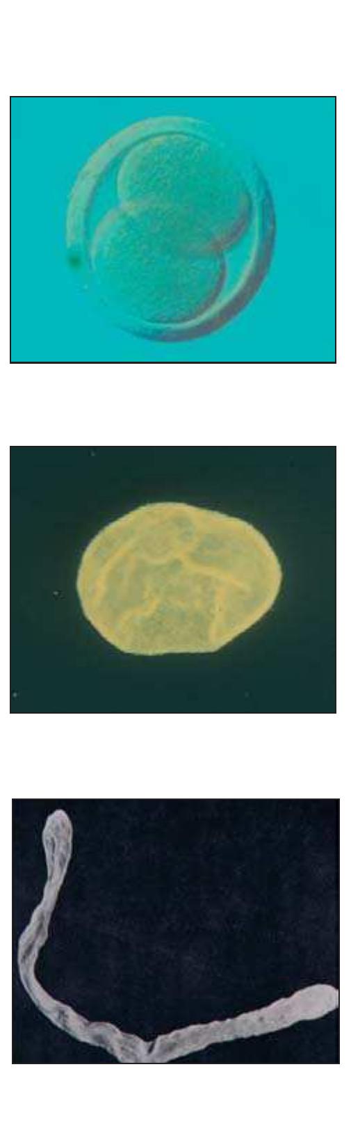 Figure 1 - Cattle embryo growth, development and viability