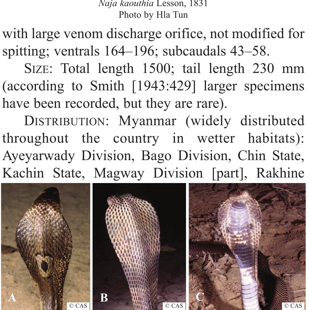 Figure 33 - Handbook to the Dangerously Venomous Snakes of