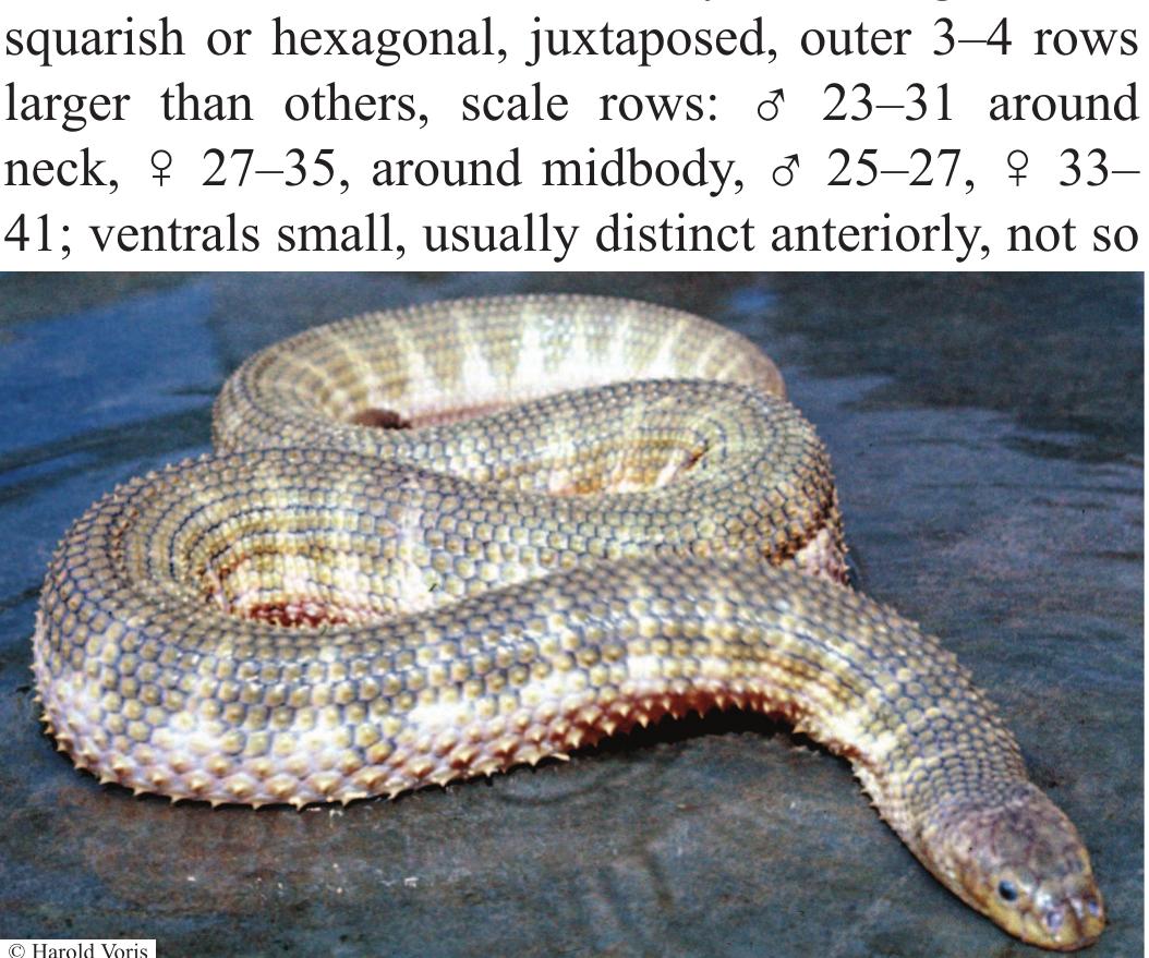 Figure 48 - Handbook to the Dangerously Venomous Snakes of