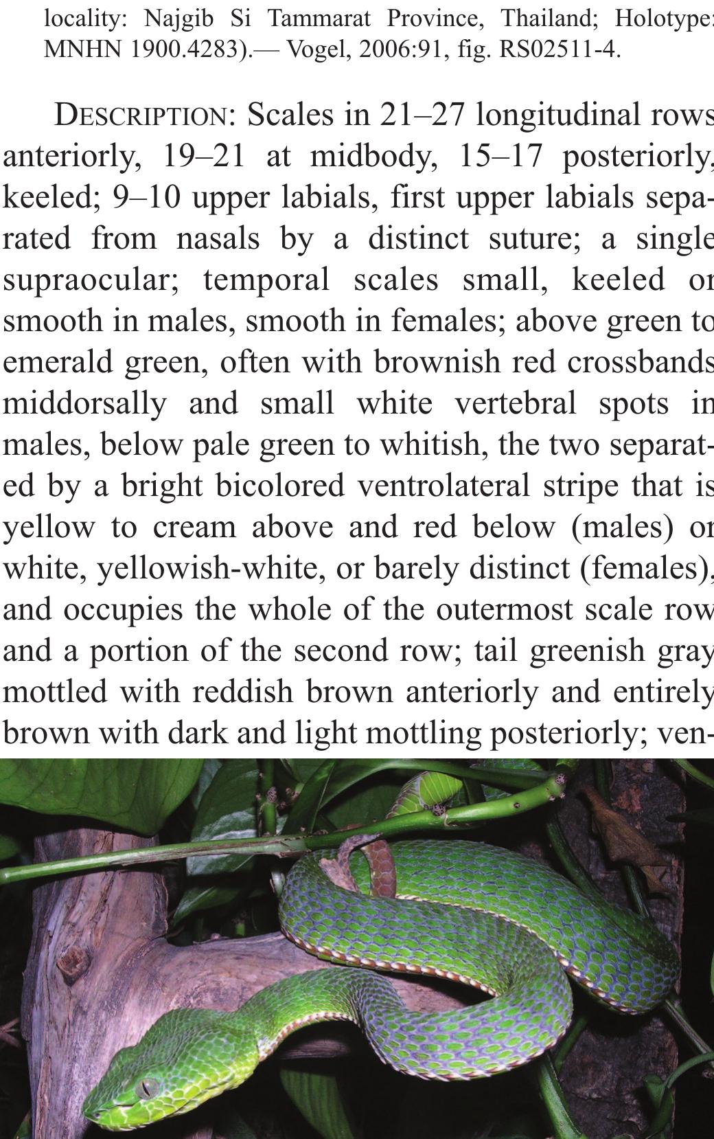 Figure 68 - Handbook to the Dangerously Venomous Snakes of