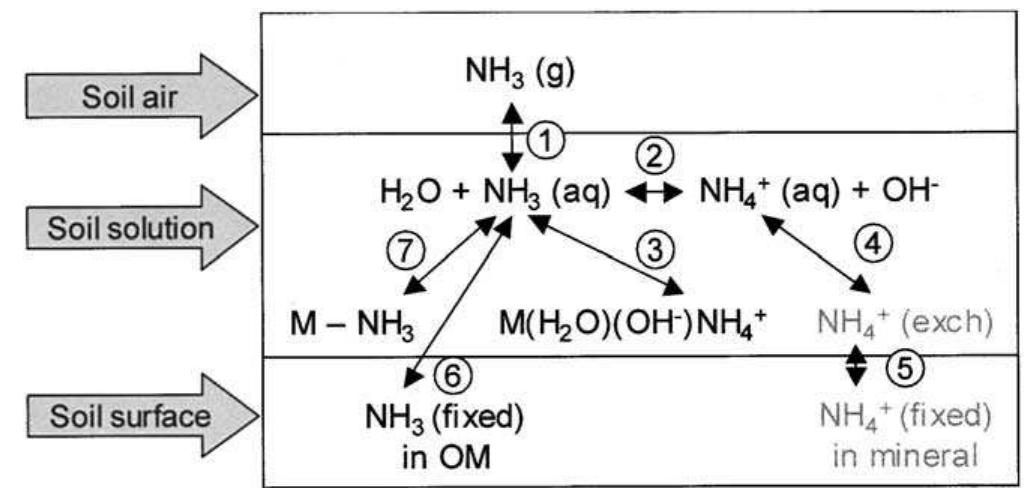 Schematic diagram of ammonia distribution in the soil. m is