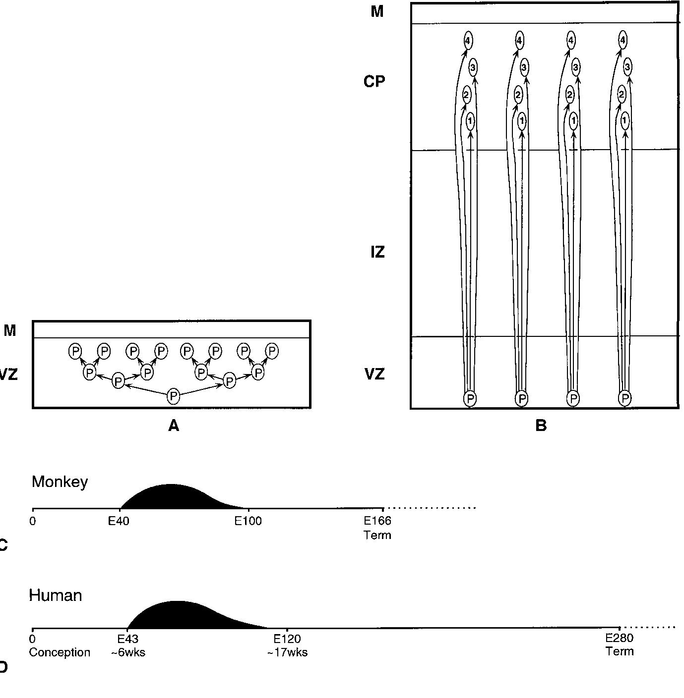 (a) schematic model of symmetrical cell divisions which