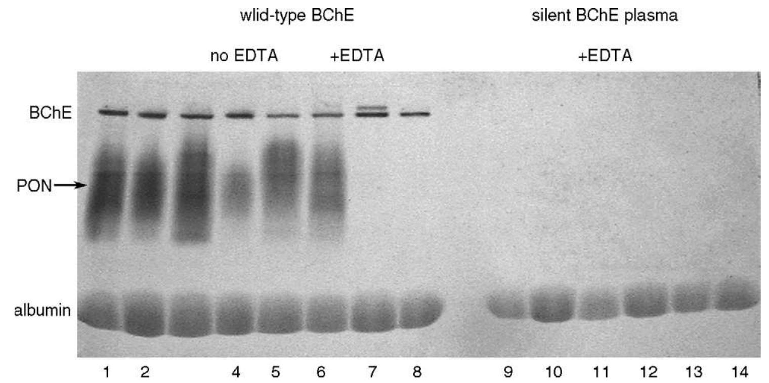 Gel stained for pon activity with beta-naphthylacetate.