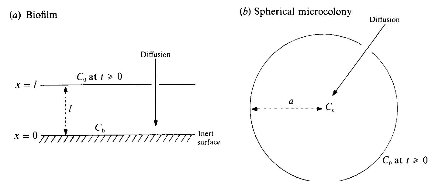 Schematic diagrams of (a) a biofilm on an inert surface and
