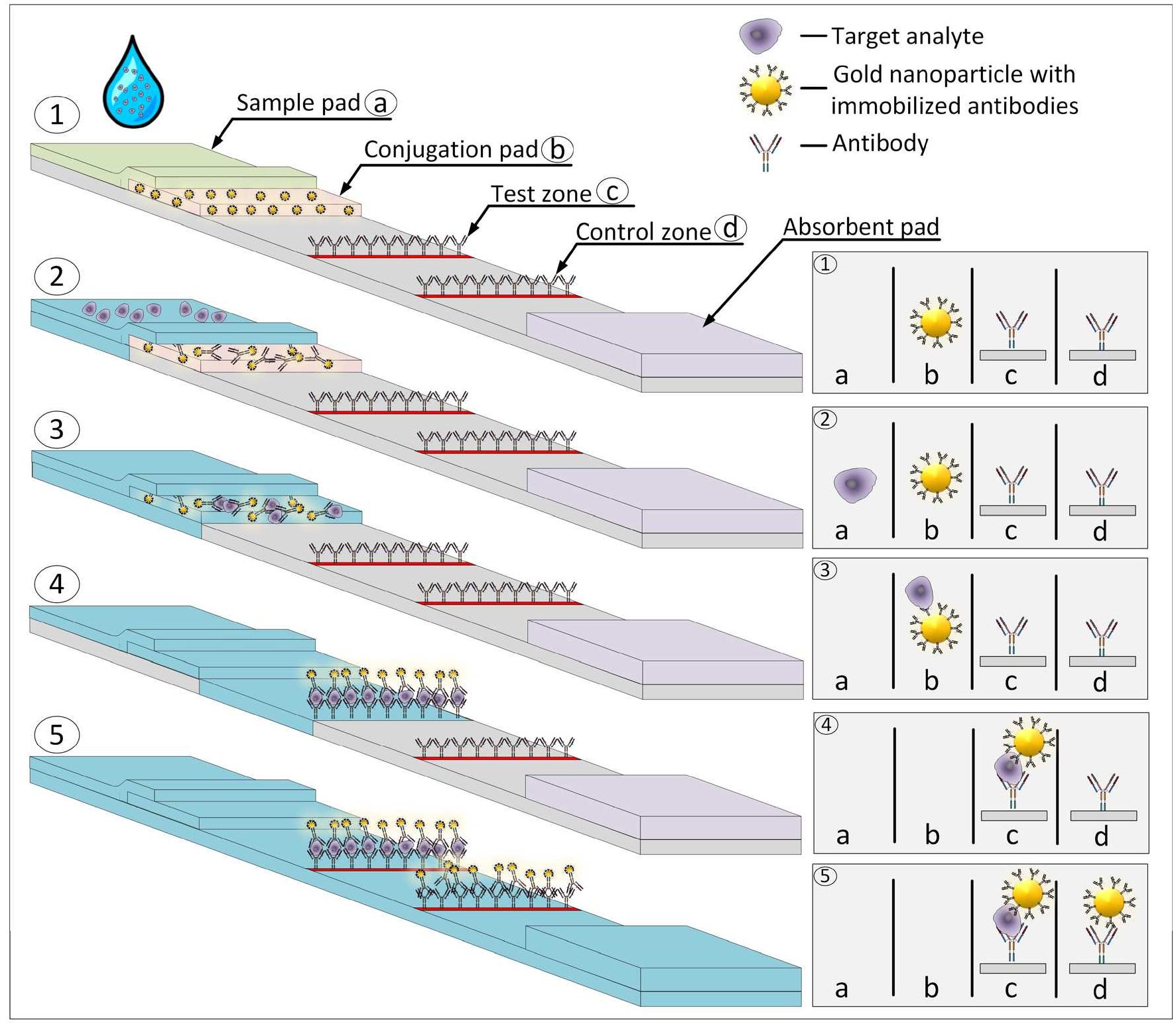 Schematic presentation of lateral flow assay and measurement