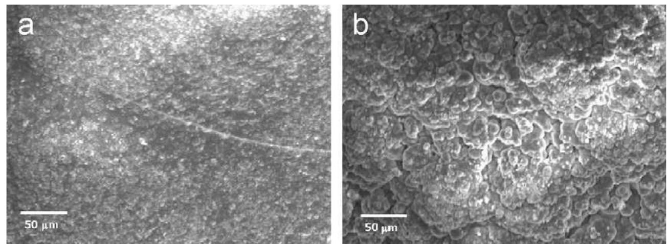 - sem views: surface of pellets from the crystallization