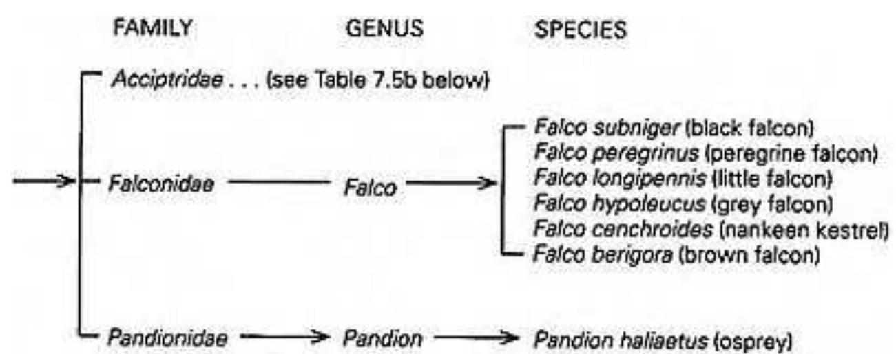 4a: scientific taxonomy of birds of prey (falconiformes)