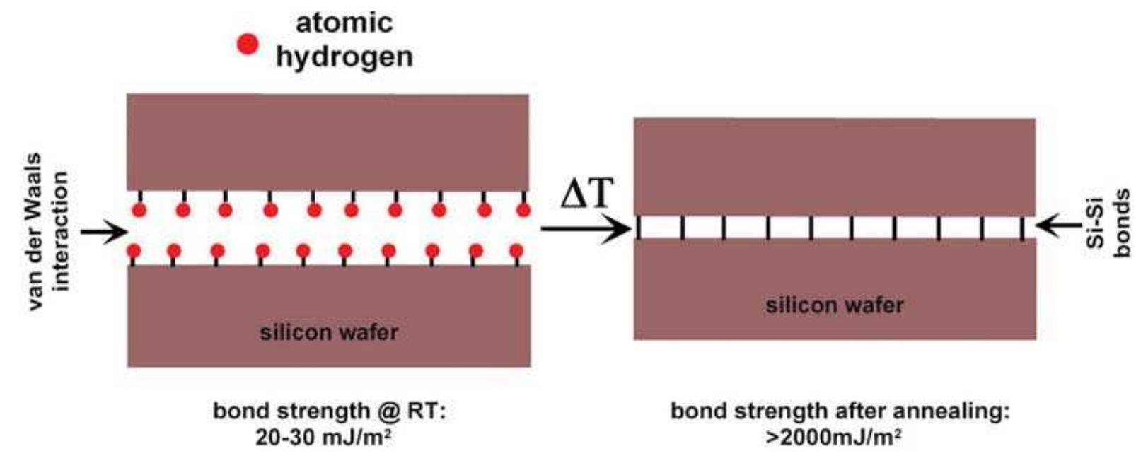 Schematic of two hydrophobic silicon wafers, terminated with