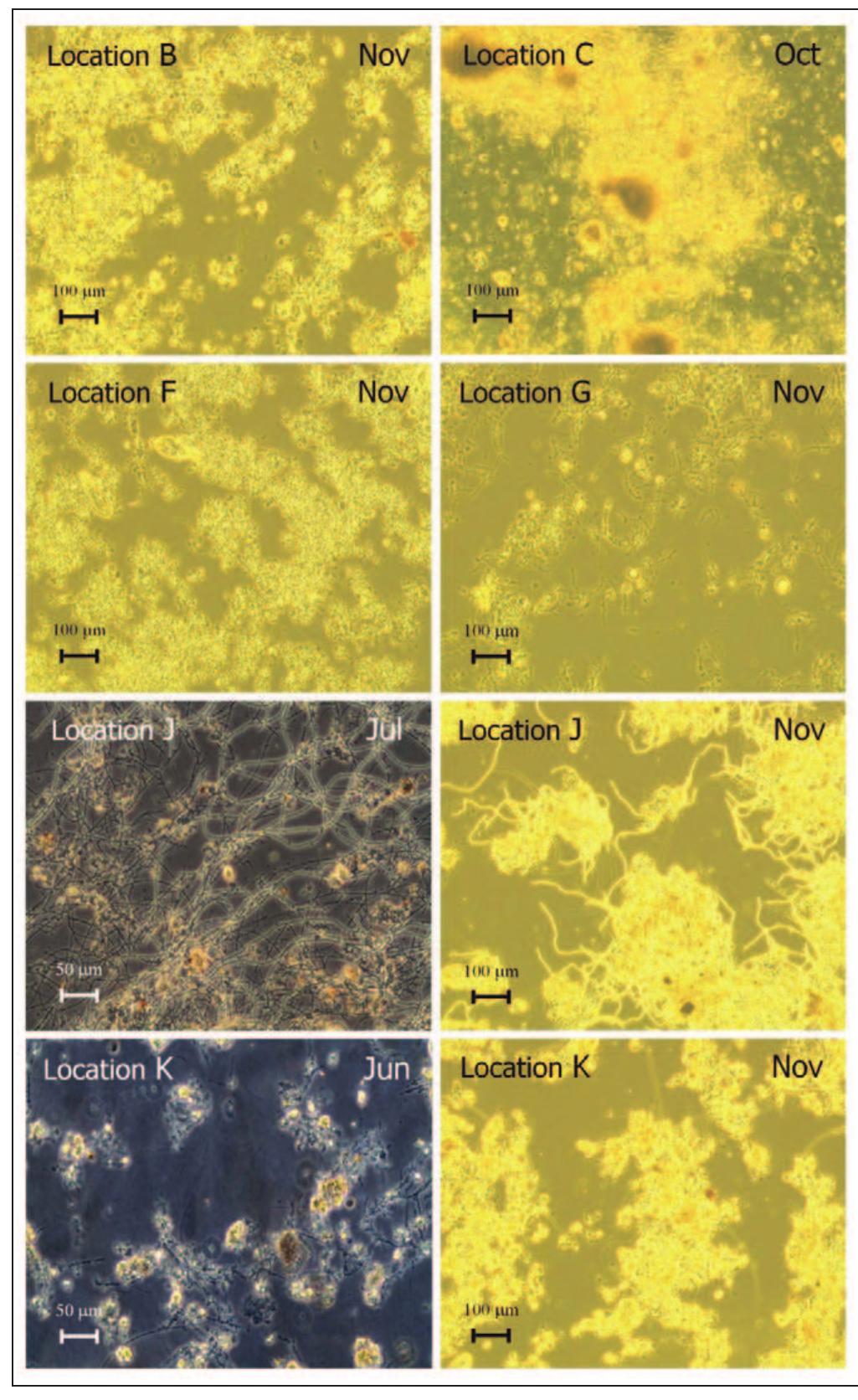 Images of the activated sludge for locations b, c, f, g, j