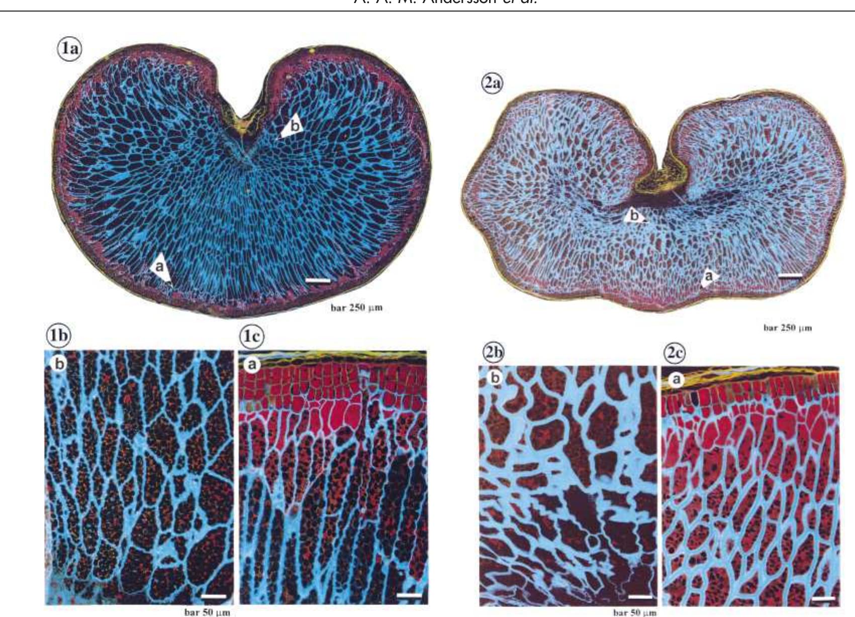 S 1-2 fluorescence micrographs of sections from (a) kernel